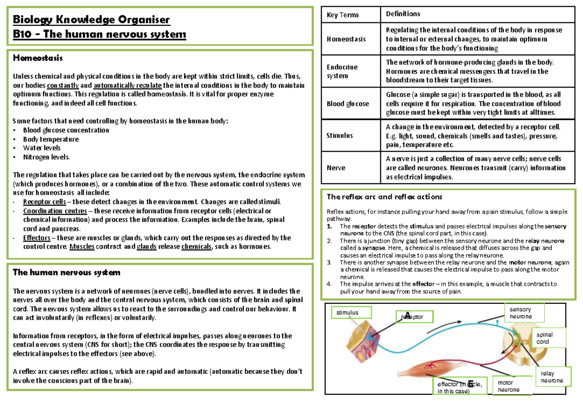 B10 Biology: Key Terms & Concepts of the Human Nervous System - Studocu
