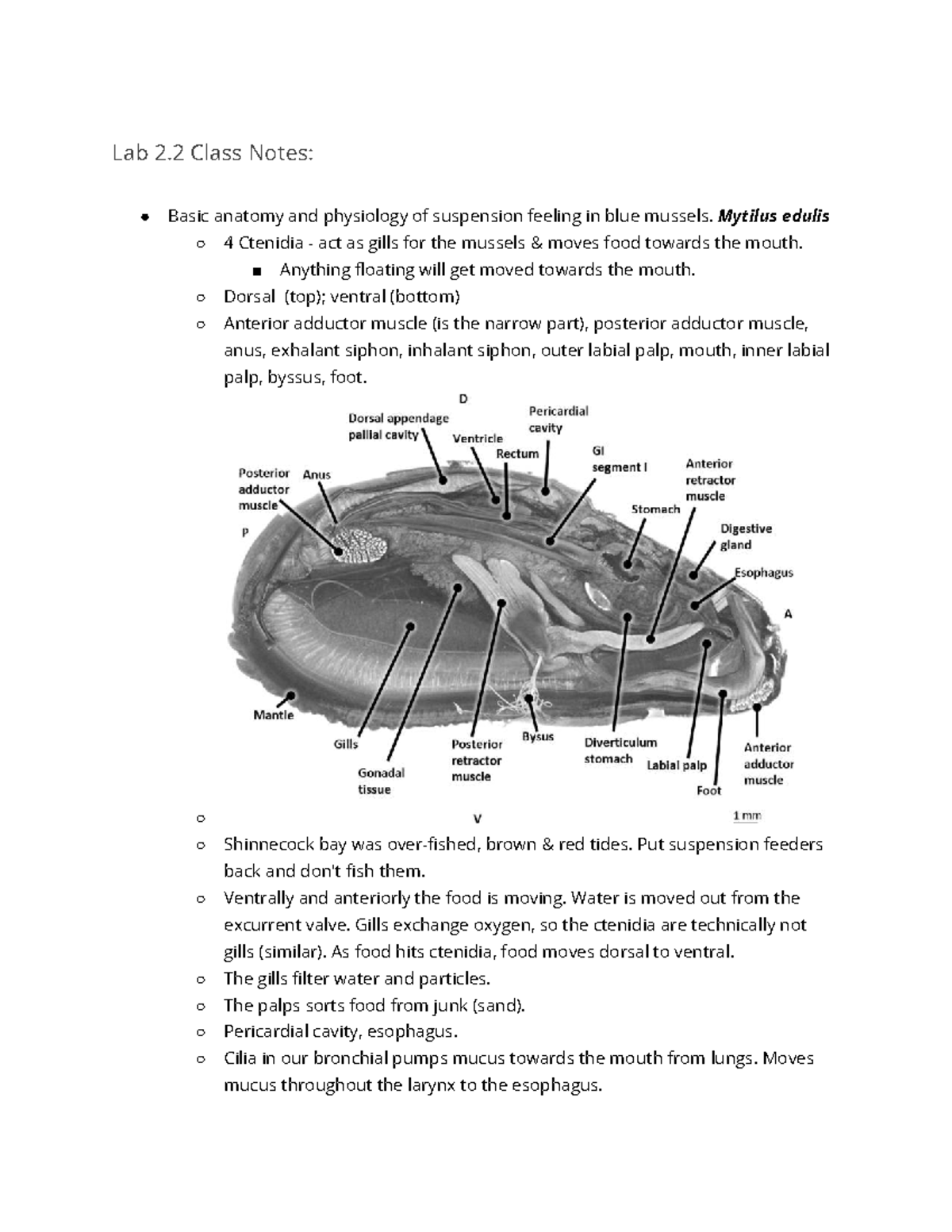 BIO 204 Lab 2: Anatomy & Physiology of Blue Mussels (Mytilus edulis ...