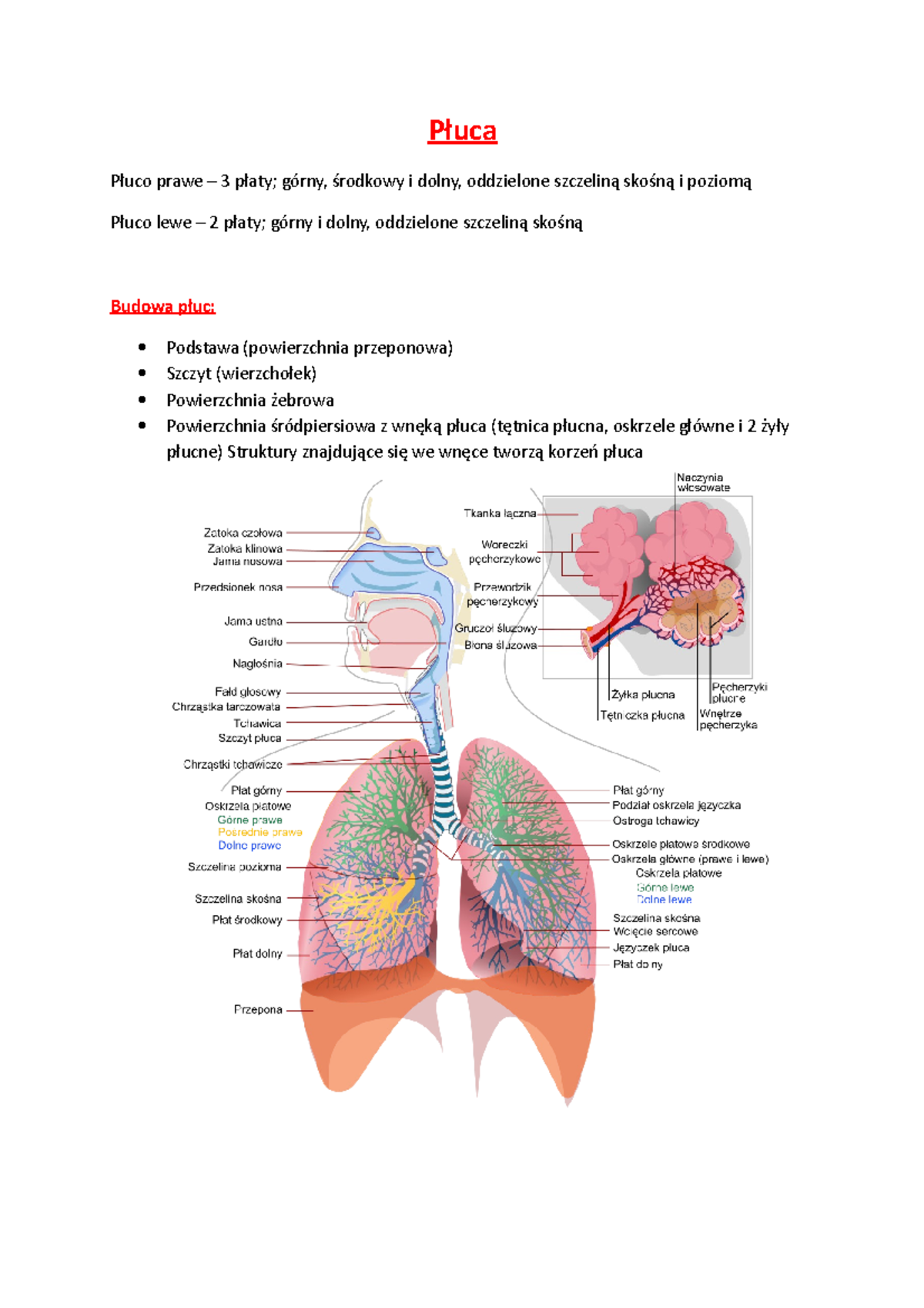 Płuca - Notatki z anatomii prawidłowej (ANAT 101) - Studocu