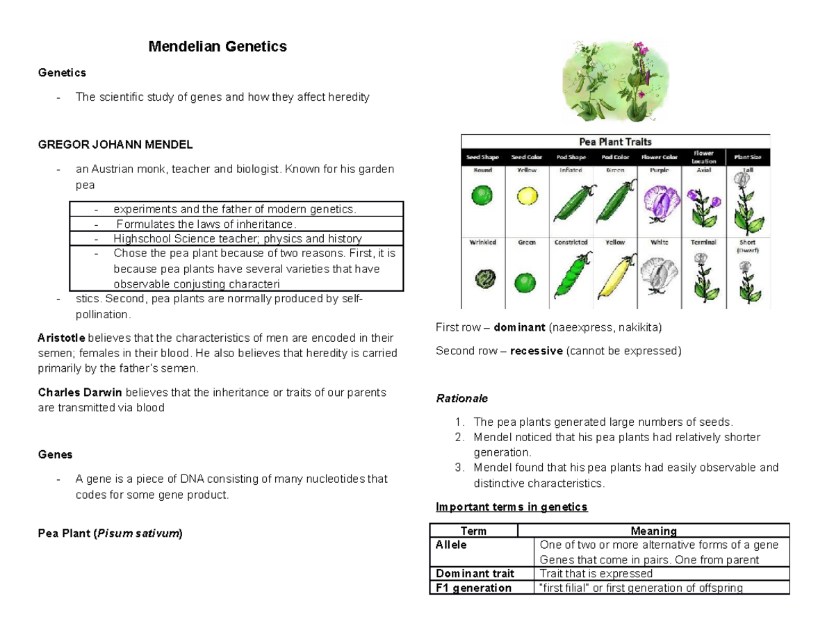 Gen bio sem 2 module 3 - Science - Mendelian Genetics Genetics - The ...