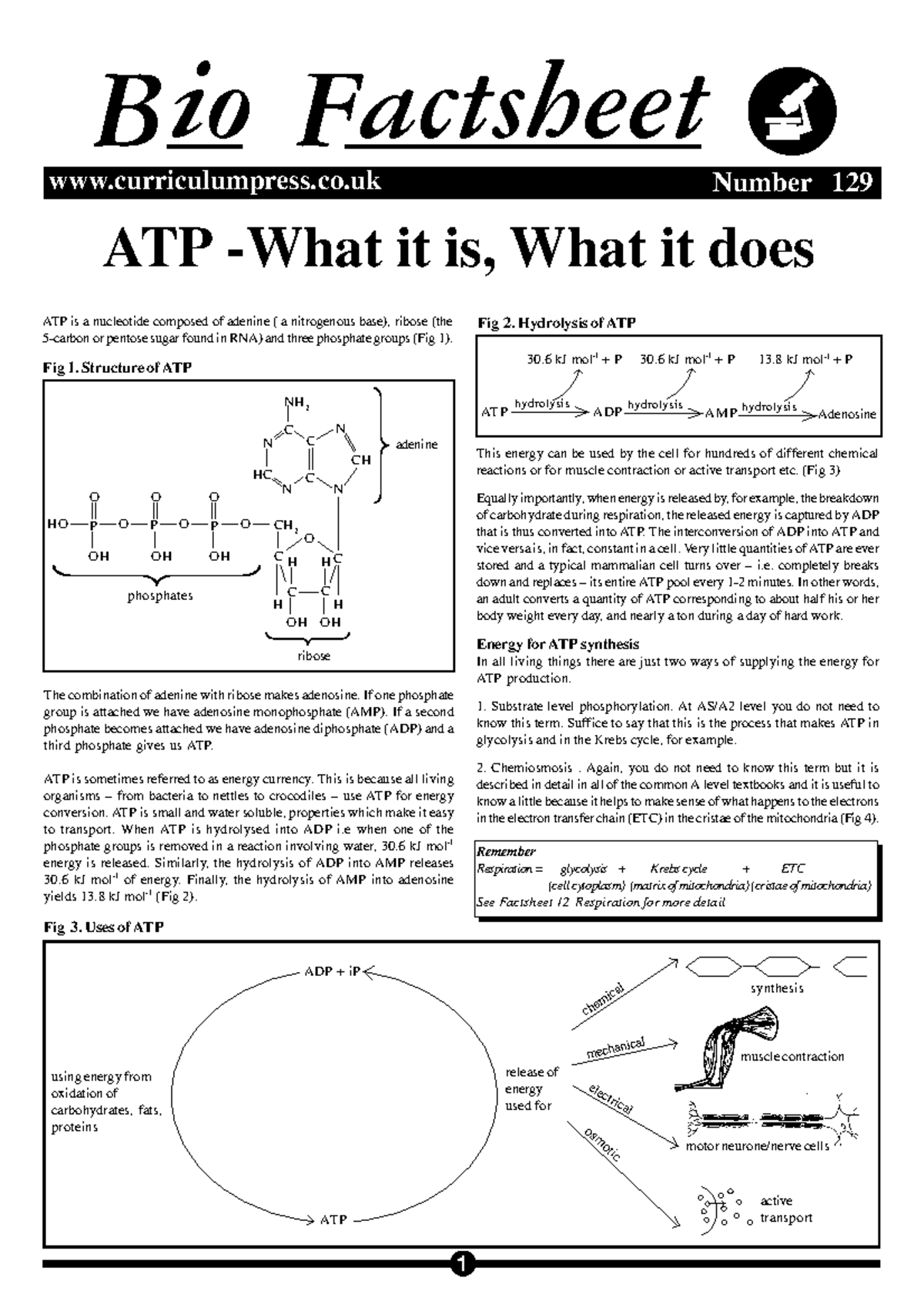 Biology Fact Sheet - ATP: Structure, Function, and Energy Production ...