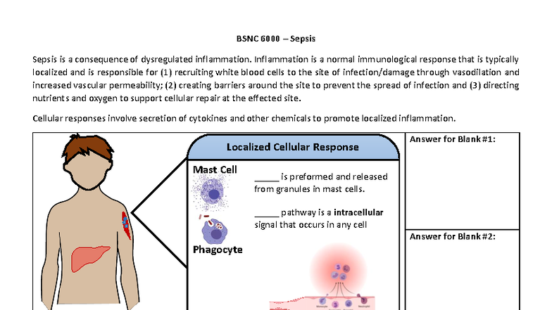 BSNC Sepsis Worksheet: Understanding Inflammation and Cellular Response ...