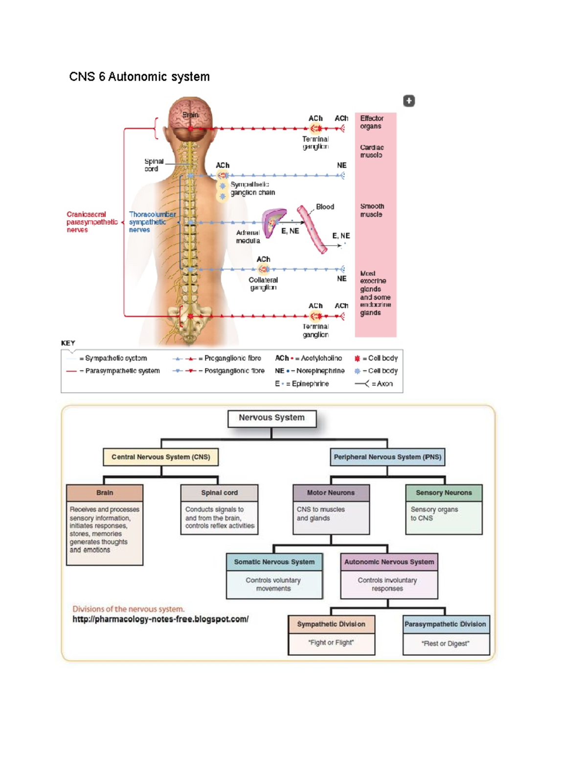 CNS 06 ANS - cns 6 - CNS 6 Autonomic system Somatic vs autonomic ...
