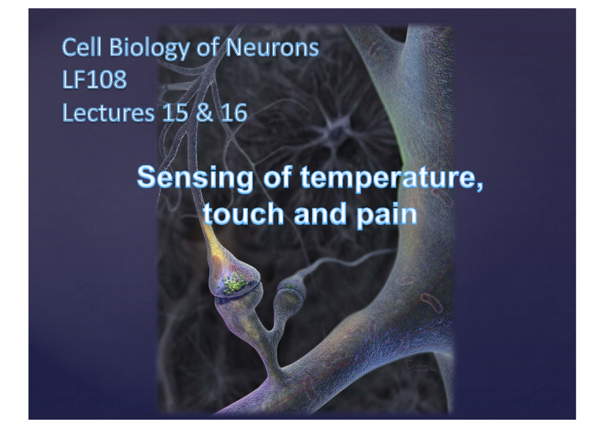Final Exam Study Notes: Somatosensory System & Mechanotransduction ...