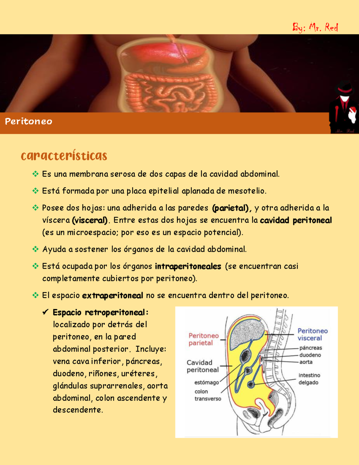 Resumen del Peritoneo y su Función en la Cavidad Abdominal - Studocu