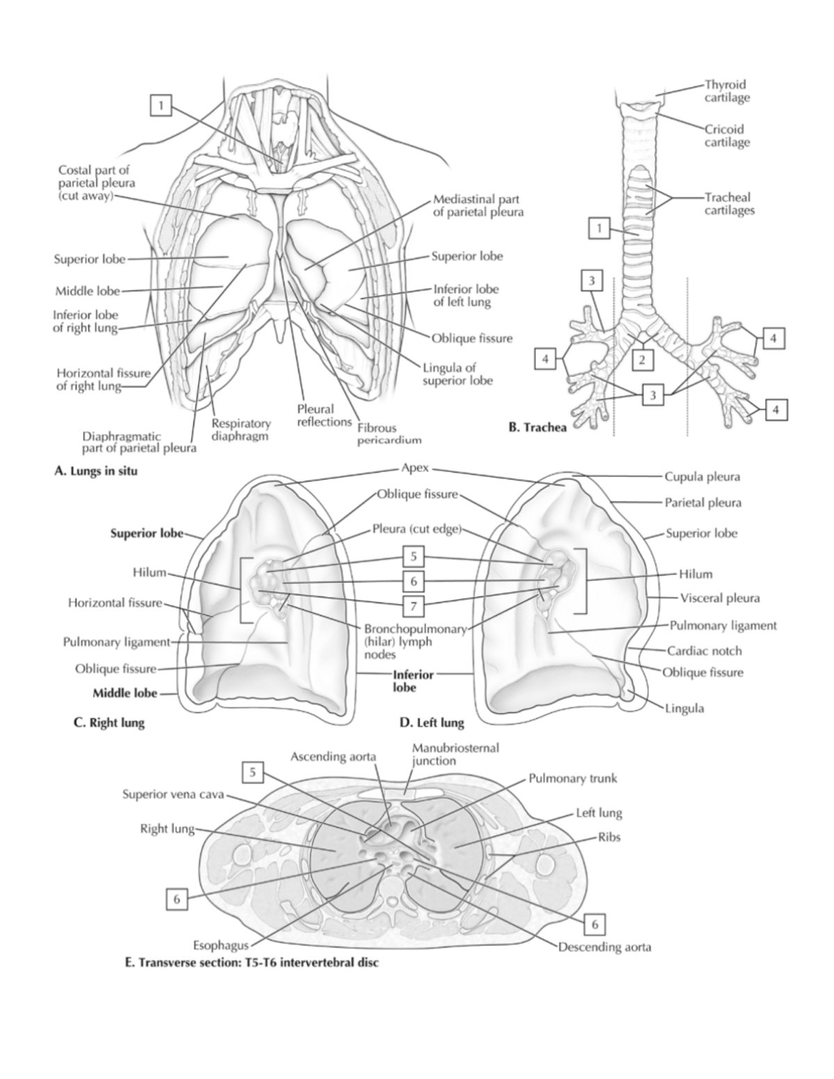 LAMINAS DEL NETTER: Rev. de Anatomía y Fisiología Humana - Studocu