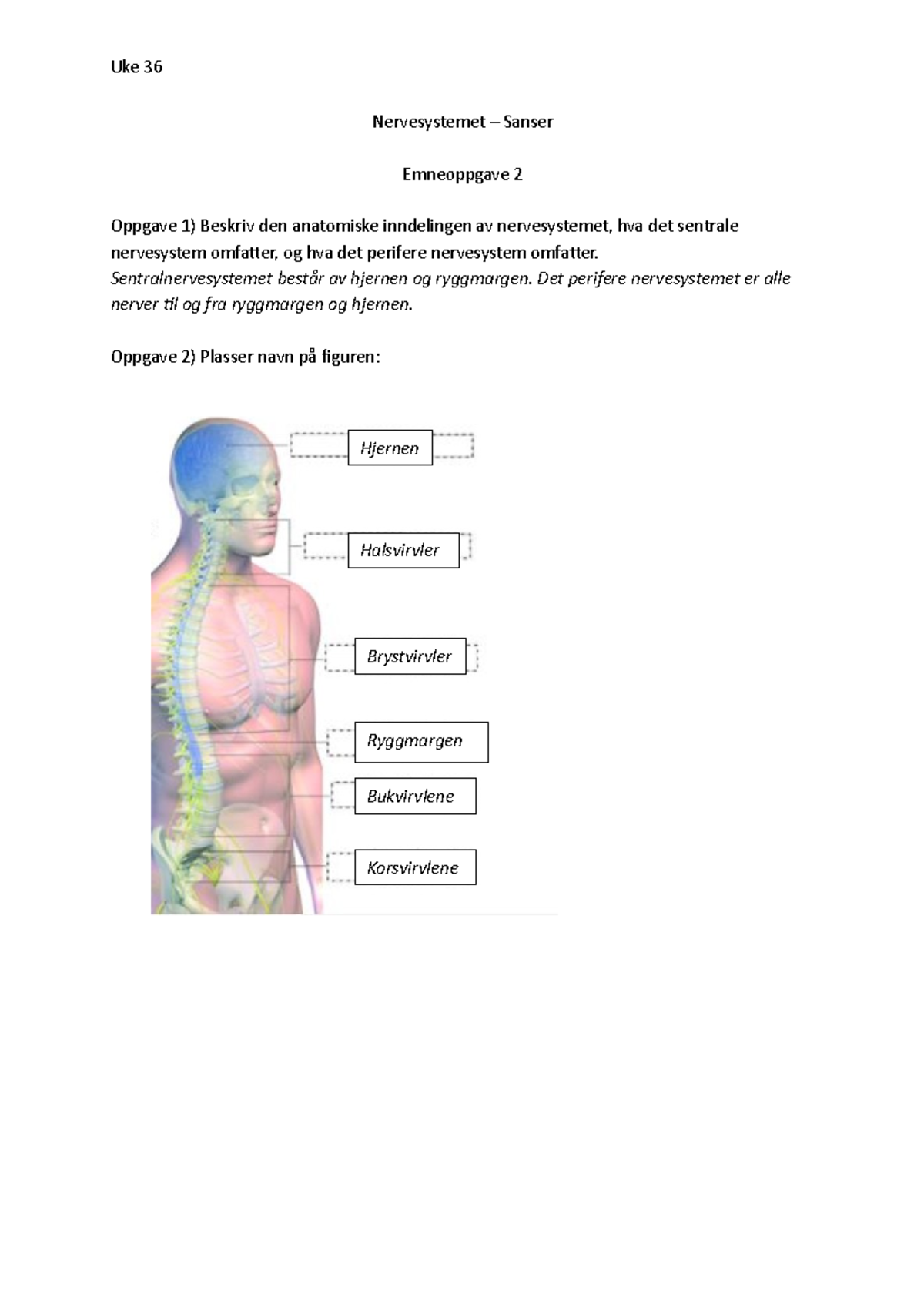 Nervesystemet: Sanser, Anatomisk Inndeling og Signaloverføring - Studocu
