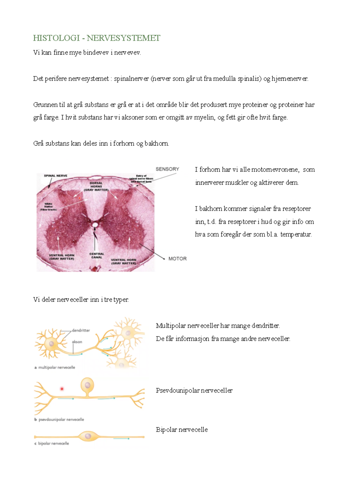 HISTOLOGI: NERVESYSTEMET - Struktur og Funksjon av Nerveceller - Studocu