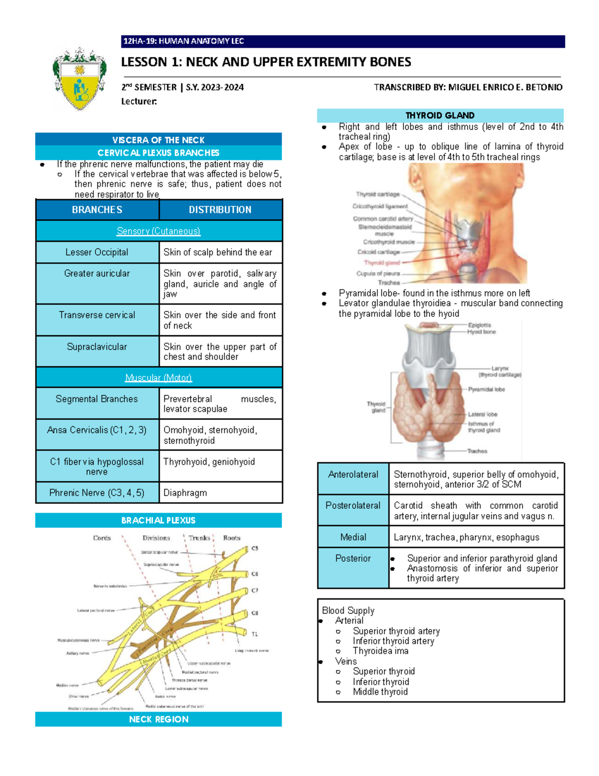 HUMAN ANATOMY LEC LESSON 1: NECK & UPPER EXTREMITY BONES - Studocu