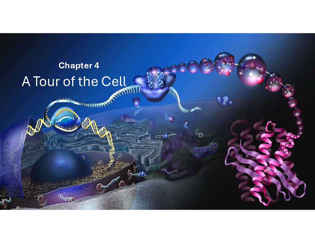 Biology 1710 Final Exam Review: Overview of Cell Structure and Function ...