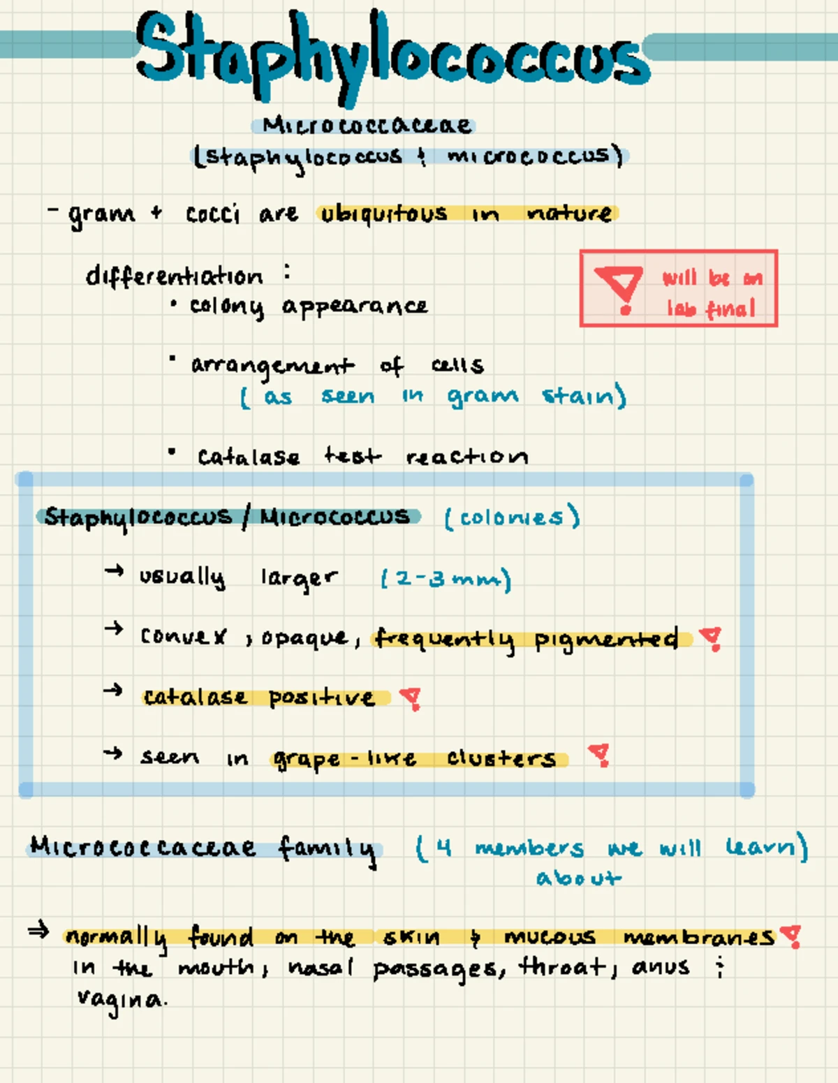 Staphylococcus Lecture Notes: Key Pathogens & Clinical Importance - Studocu