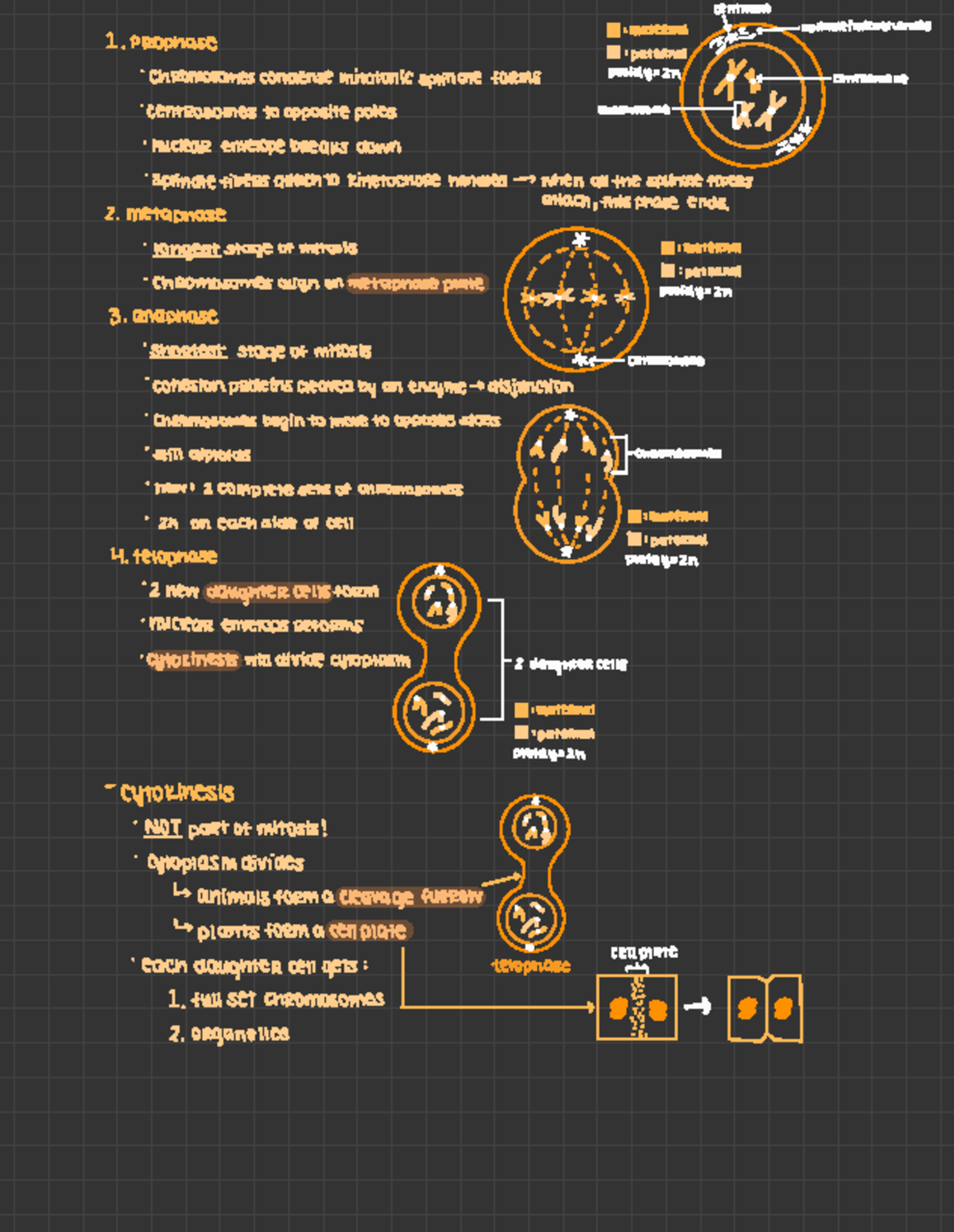 Mitosis Overview: Stages and Cell Division Process - Centrome m ...
