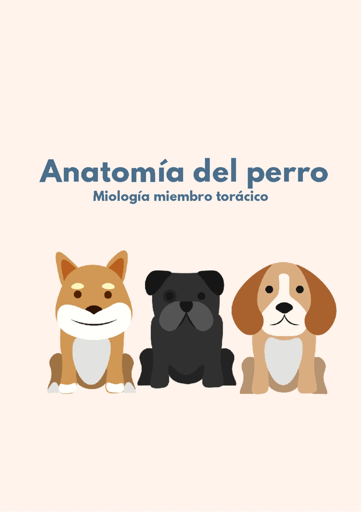 Miología del Miembro Pelviano en el Perro - Estudio Anatómico - Studocu