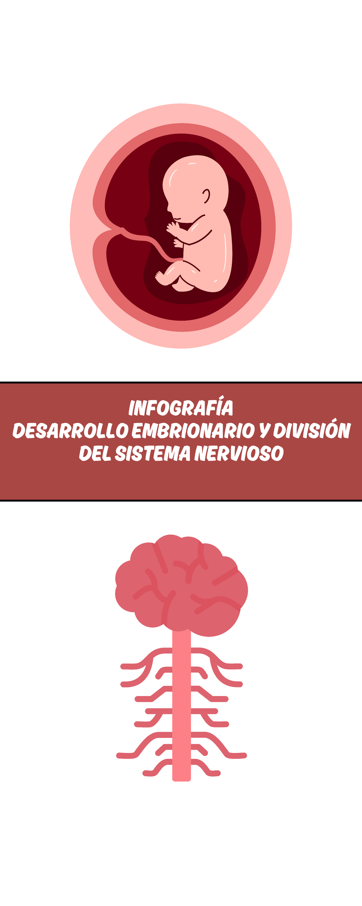 Infografía Desarrollo Embrionario y División del Sistema Nervioso ...