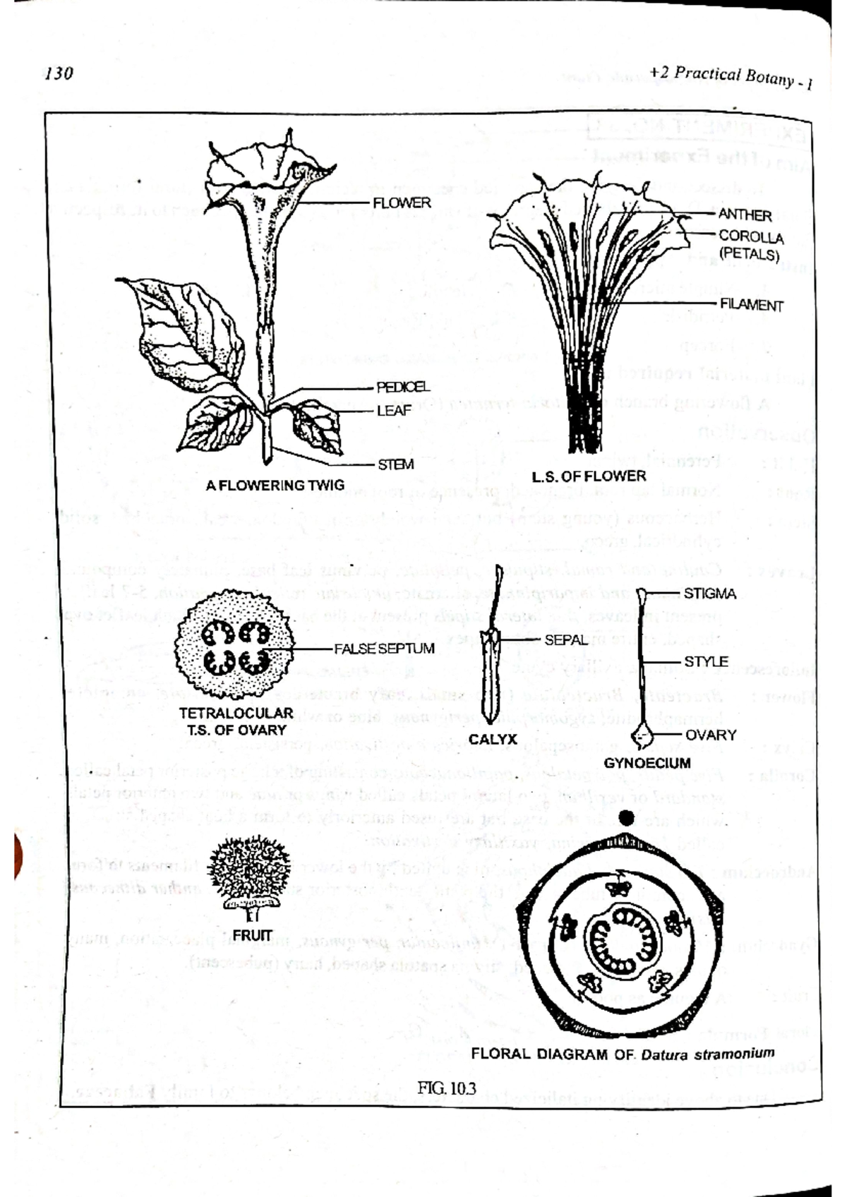 Document 15 - Free - computer science - 130 Practical Botany FLOWER ...