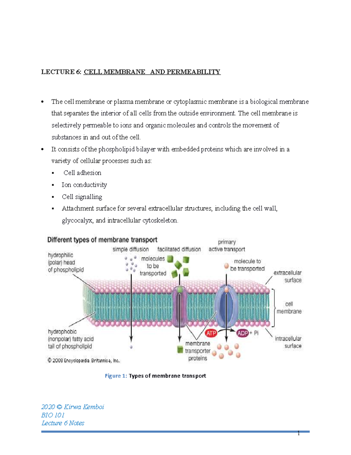 BIO 101 Lecture 6: Cell Membrane Structure & Permeability Notes - Studocu