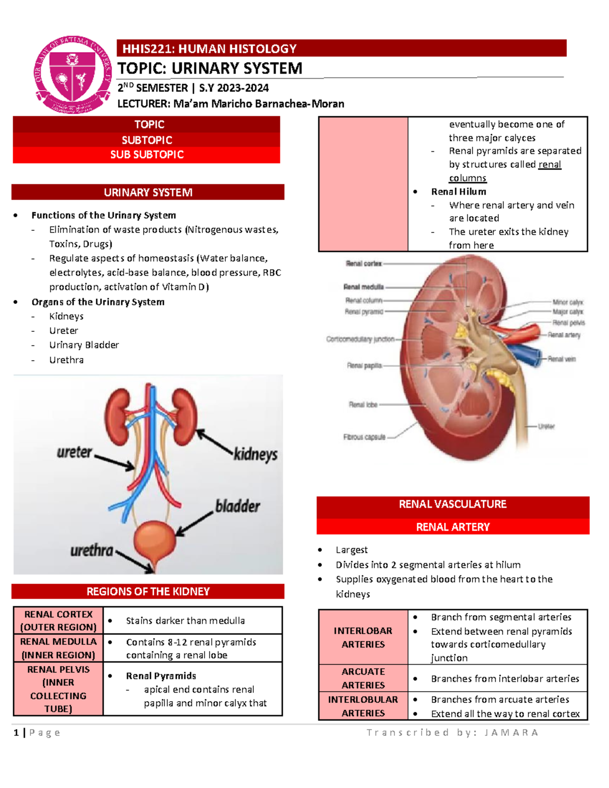 2 - Urinary System - TOPIC SUBTOPIC SUB SUBTOPIC URINARY SYSTEM ...