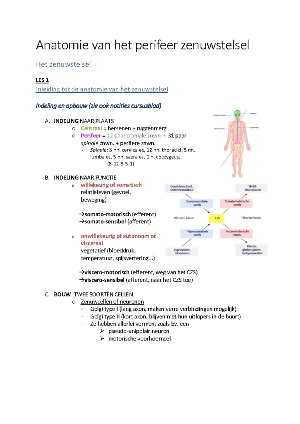 Anatomie Practicum 1 - De processus transversus heeft 3 uitsteeksels ...