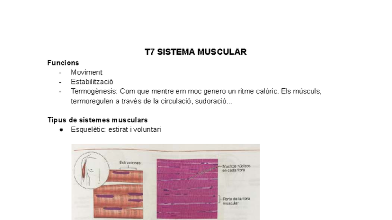 T7 Sistema Muscular: Funcions i Mecanismes d'Acció - Studocu