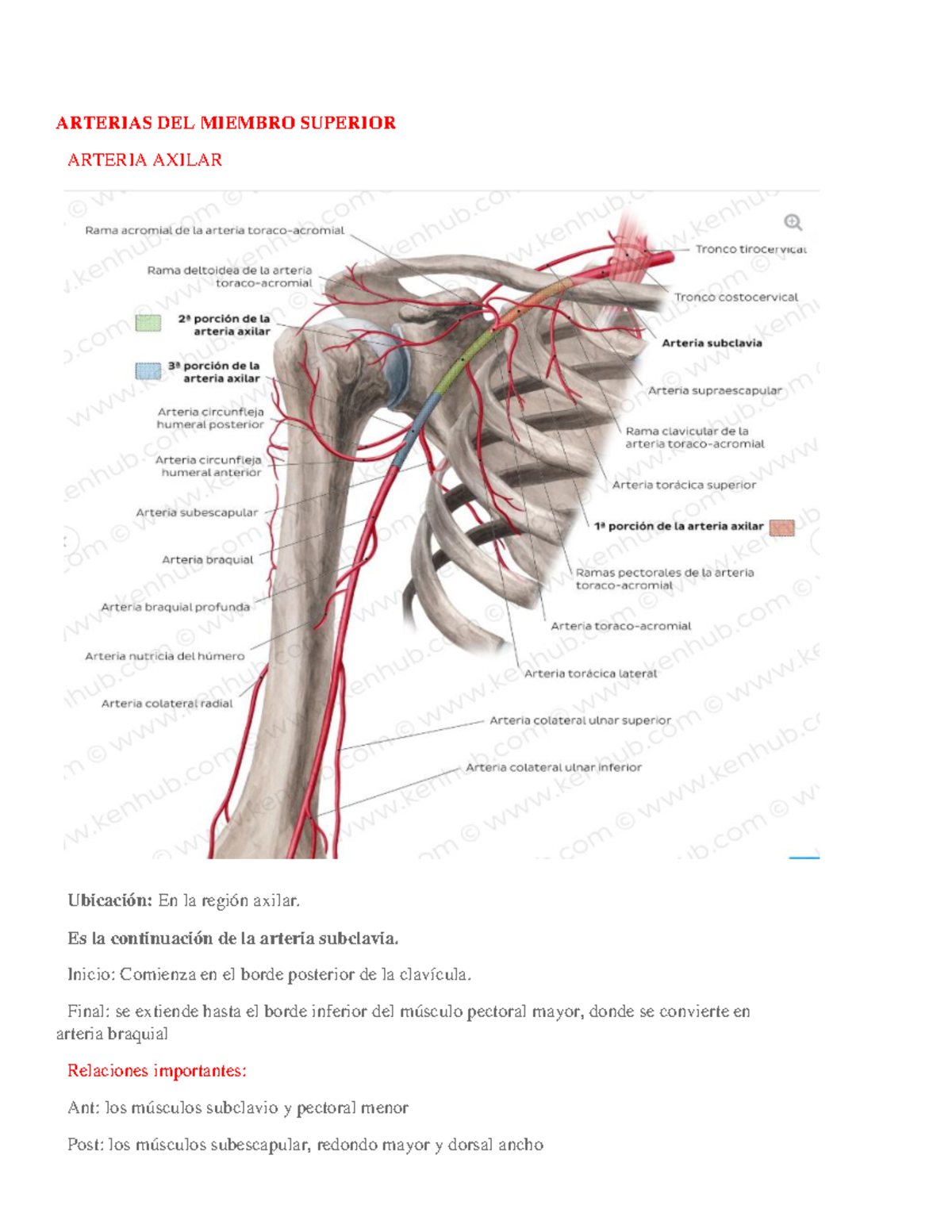 Arterias DEL Miembro Superior - ARTERIAS DEL MIEMBRO SUPERIOR ARTERIA ...