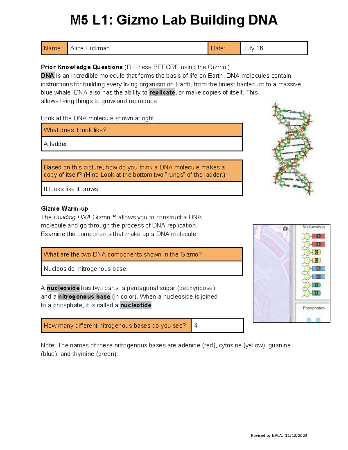 Revised NVLA: M5 L1: Gizmo Lab on DNA Structure & Replication - Studocu
