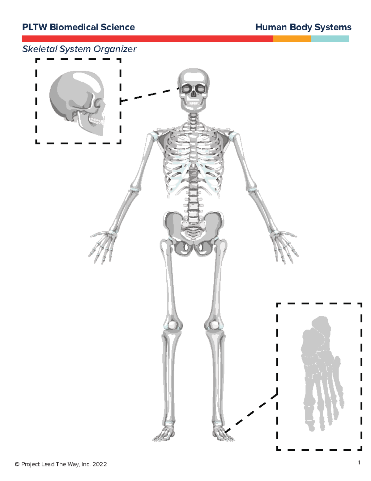 HBS Skeletal System Organizer - PLTW Biomedical Science [Course Name ] © 202 2 Project Lead The ...