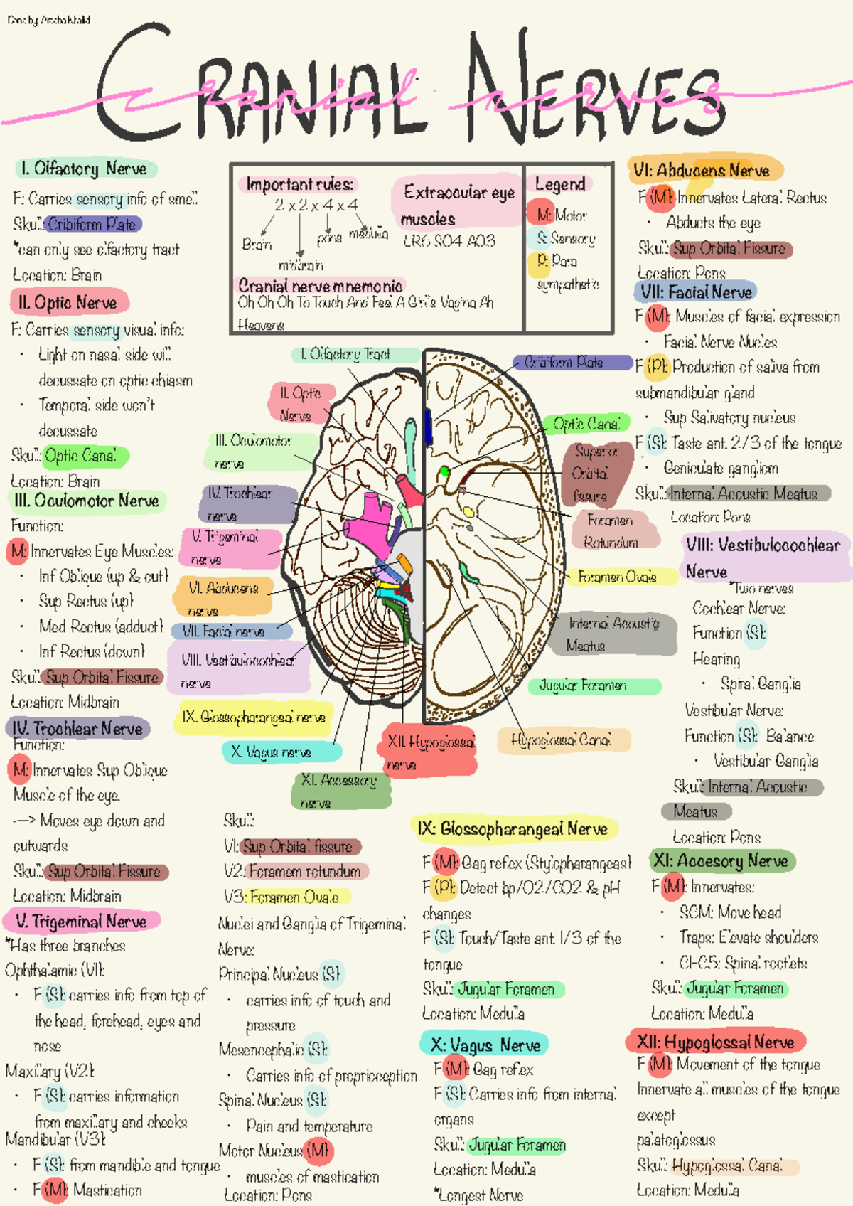 Cranial Nerves Cheat Sheet: HPrESuAL Overview and Functions - Studocu
