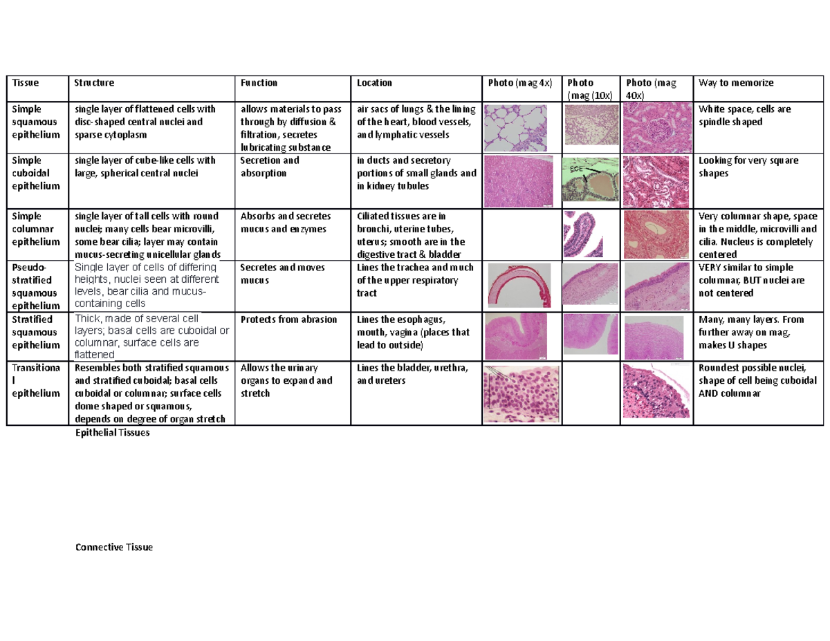 33 Label The Tissues And Structures On This Histology