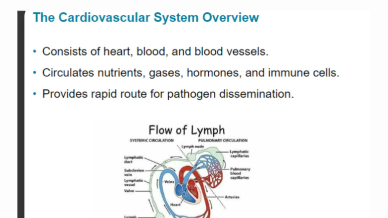 Cardiovascular and Lymphatic Systems Overview: Key Concepts and ...