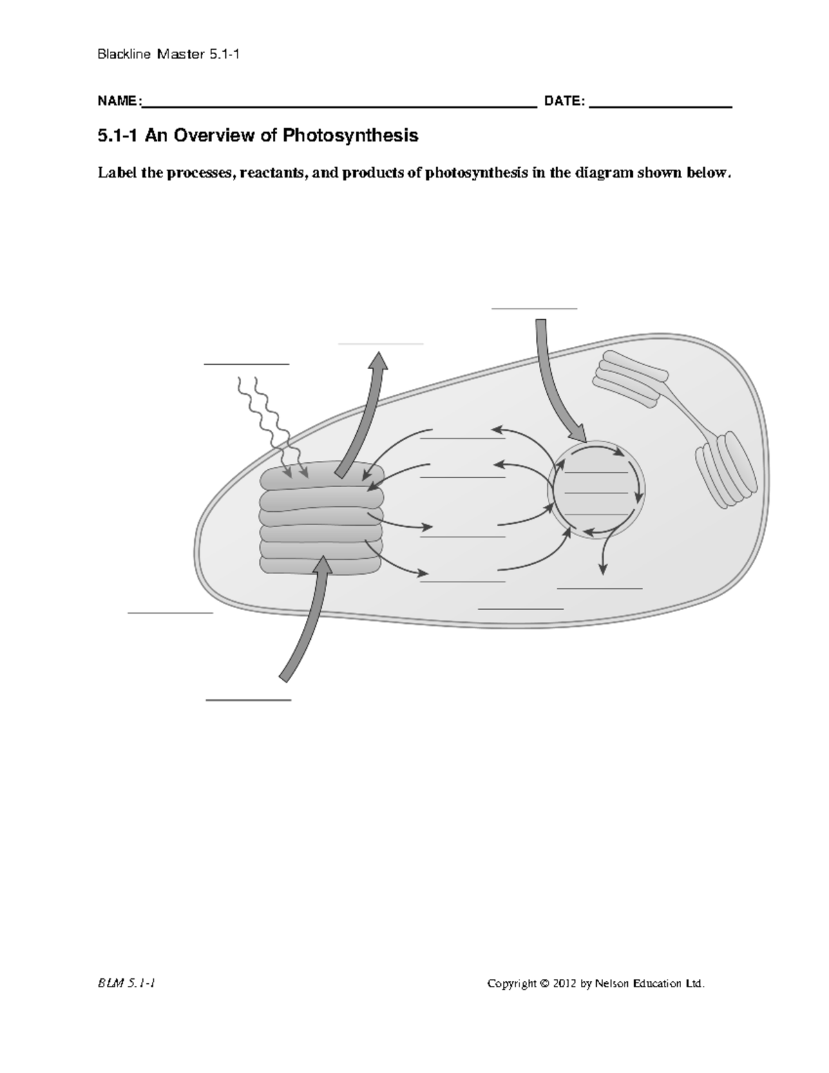 Overview of Photosynthesis worksheet - Blackline Master 5- BLM 5-1 ...