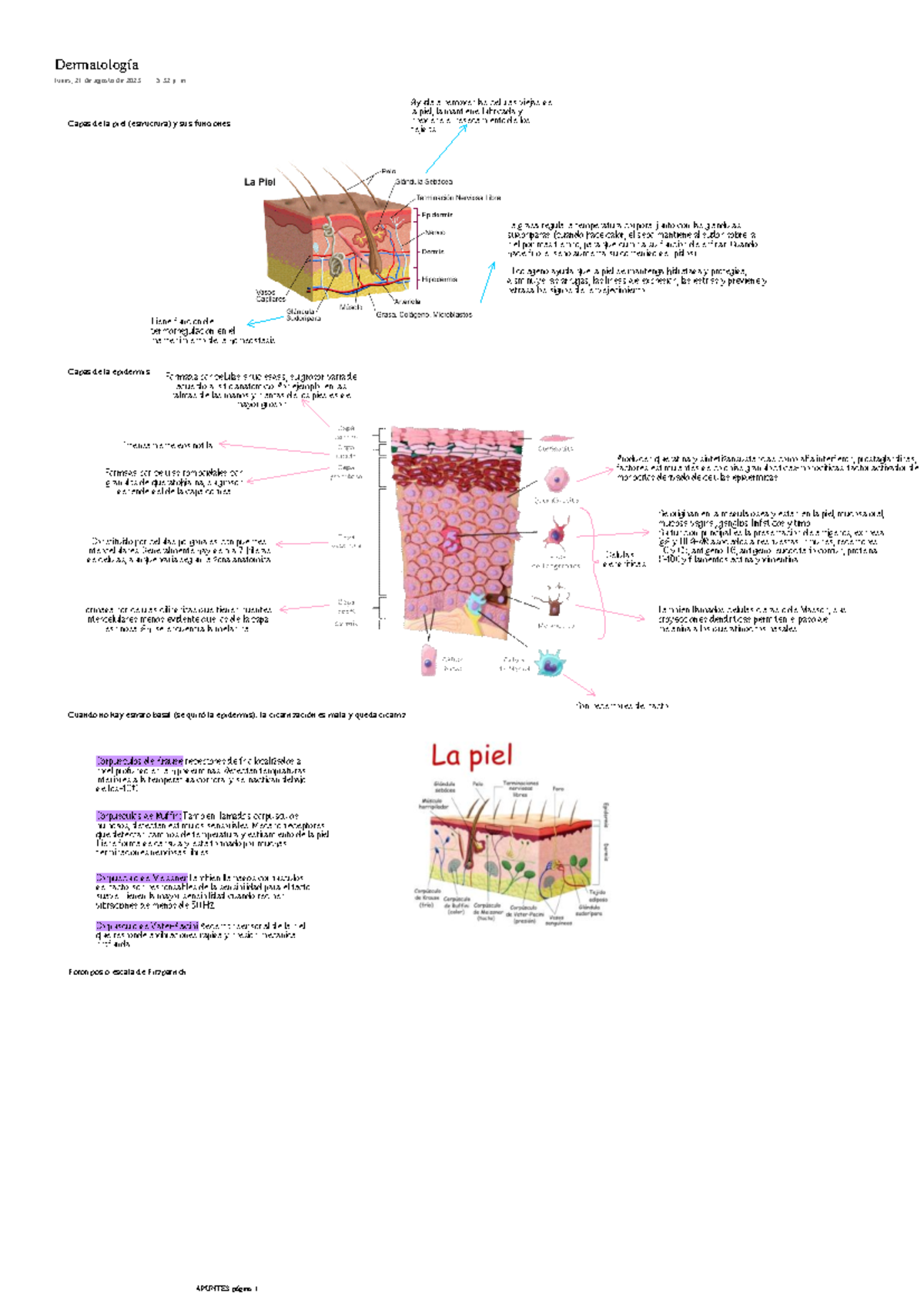 Dermatología - SEMIO - Capas de la piel (estructura) y sus funciones Capas de la epidermis ...