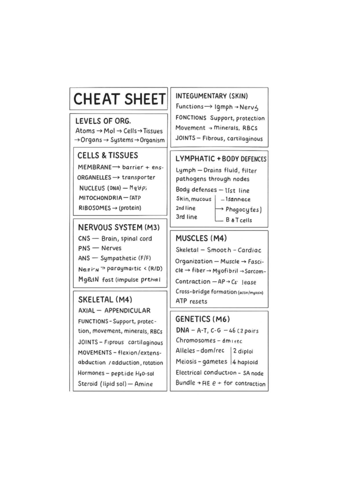 BIO 2 - Integumentary System Cheat Sheet: Functions & Levels of ...