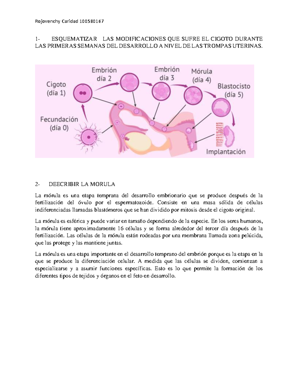 Cuestionario sobre el Desarrollo Embrionario y Cigoto (BIO101) - Studocu