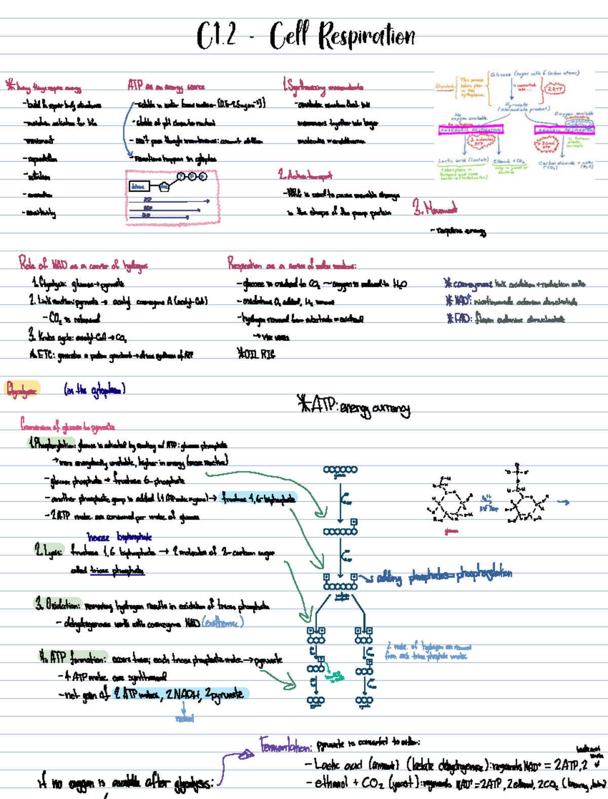 C1.2 - Final Exam Notes on Cell Respiration and ATP Production - Studocu
