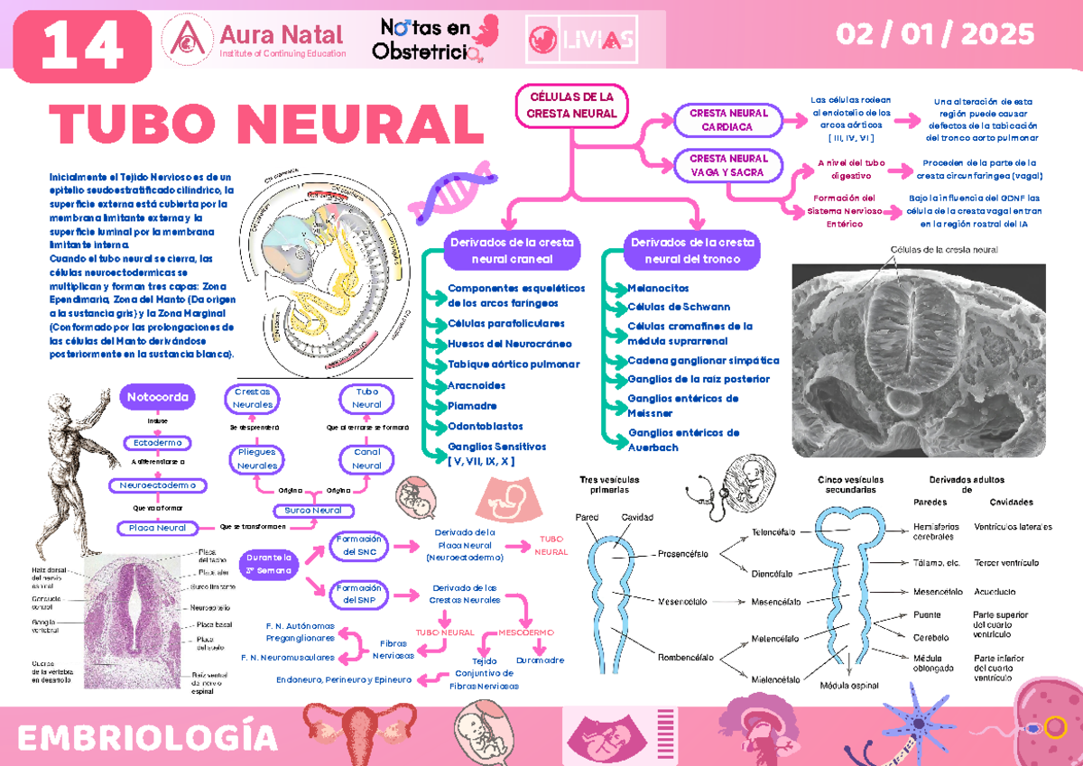 14 - Embriologia DEL TUBO Neural By KMLM - EMBRIOLOGÍA Aura Natal ...