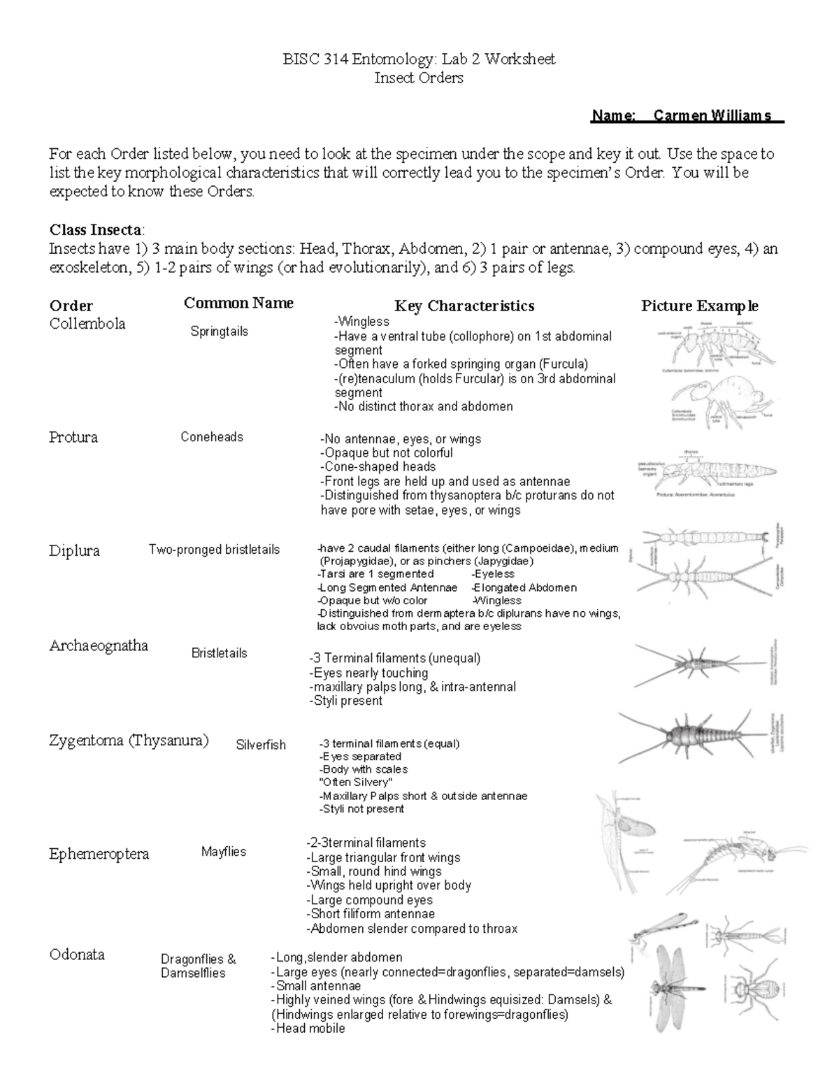 Lab 2 orders worksheet - BISC 314 Entomology: Lab 2 Worksheet Insect ...