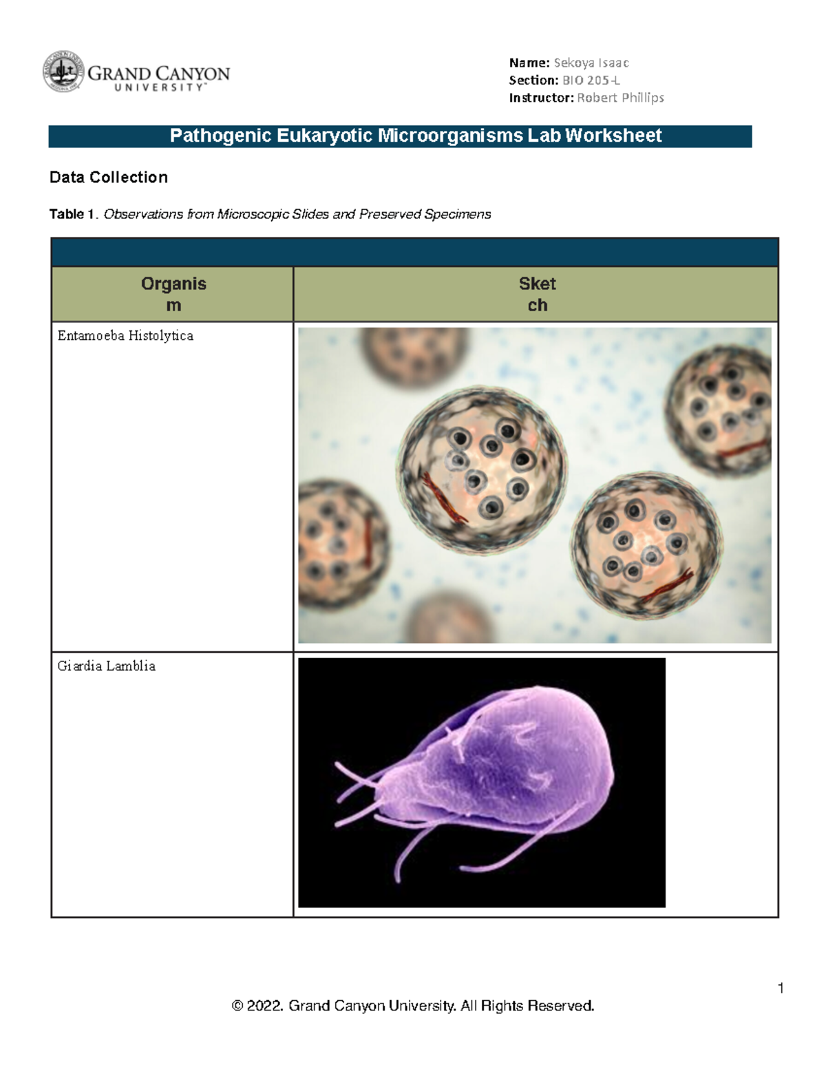 BIO 205-L: Lab Worksheet on Pathogenic Eukaryotic Microorganisms - Studocu