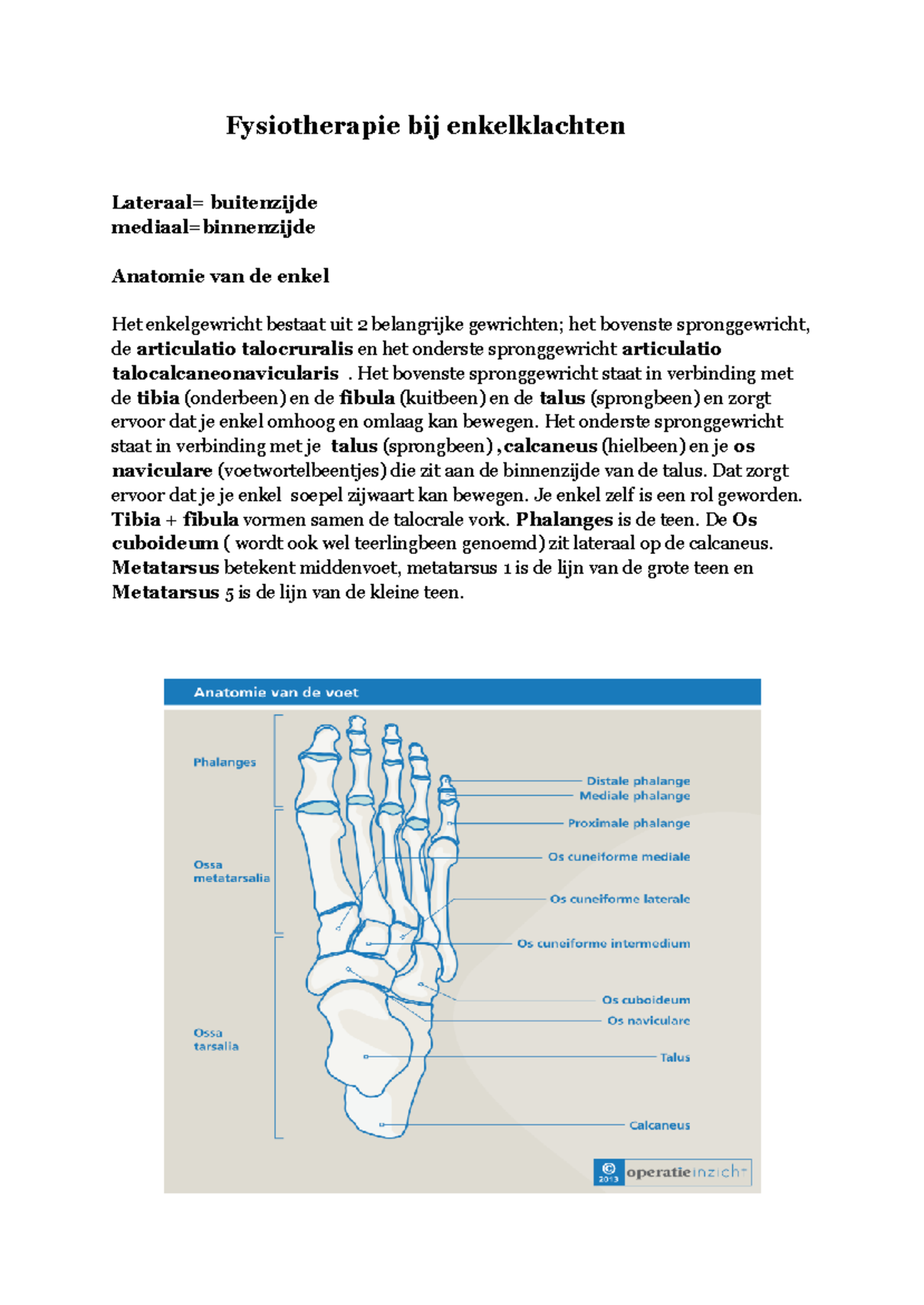 Fysiotherapie en Behandeling van Enkelklachten: Anatomie en Herstel ...