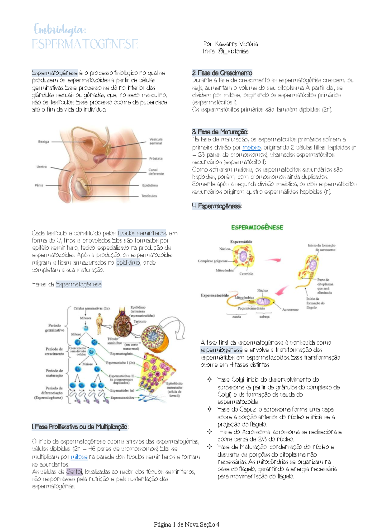 Embriologia: Fases da Espermatogênese e Produção de Espermatozoides ...