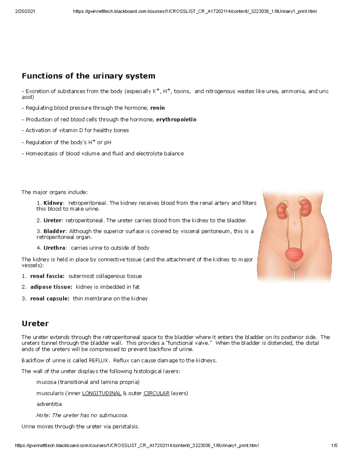 Urinary System (BIO101) Functions & Anatomy - Part I Review Quiz - Studocu