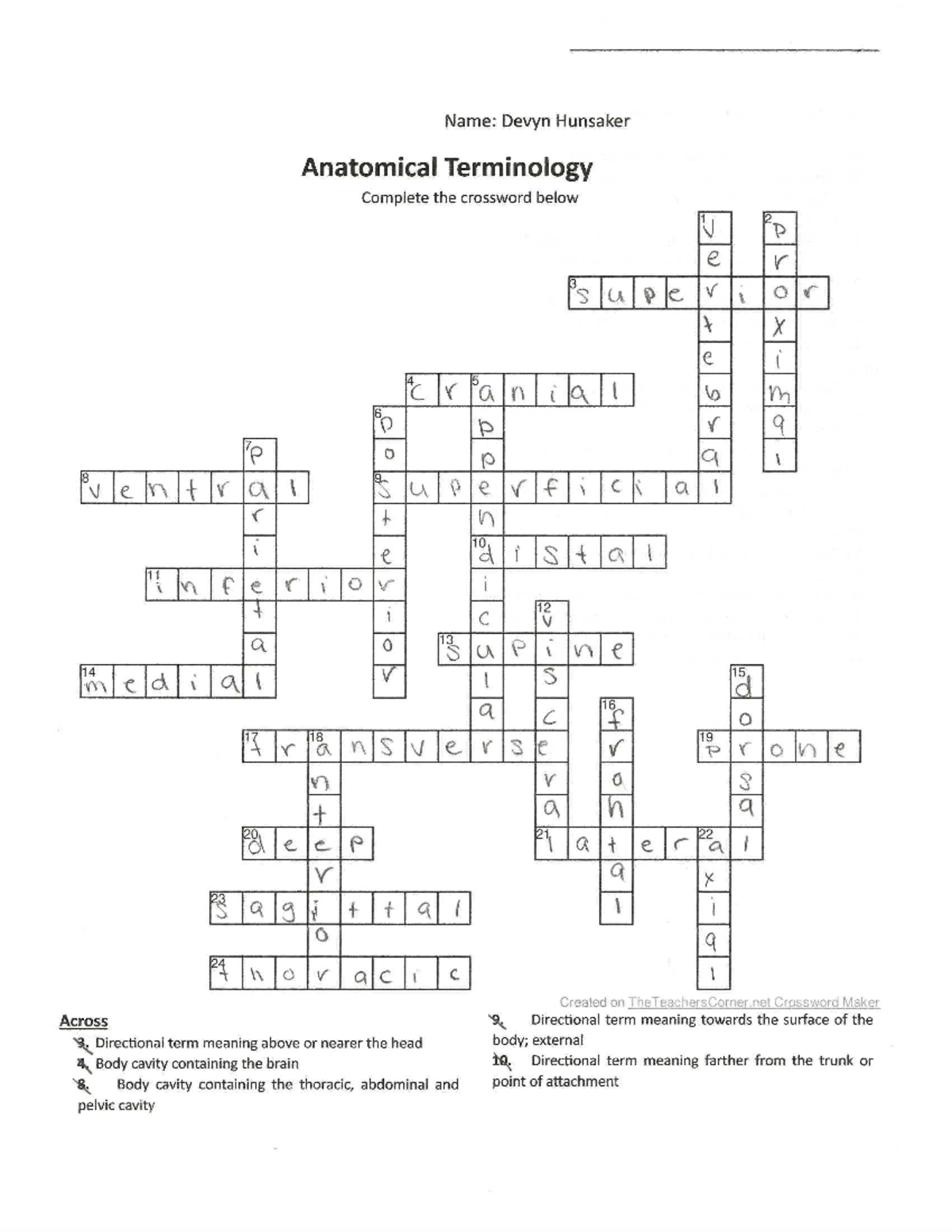 Anatomical Terminology Crossword Puzzle (Course Code: V2P) - Studocu
