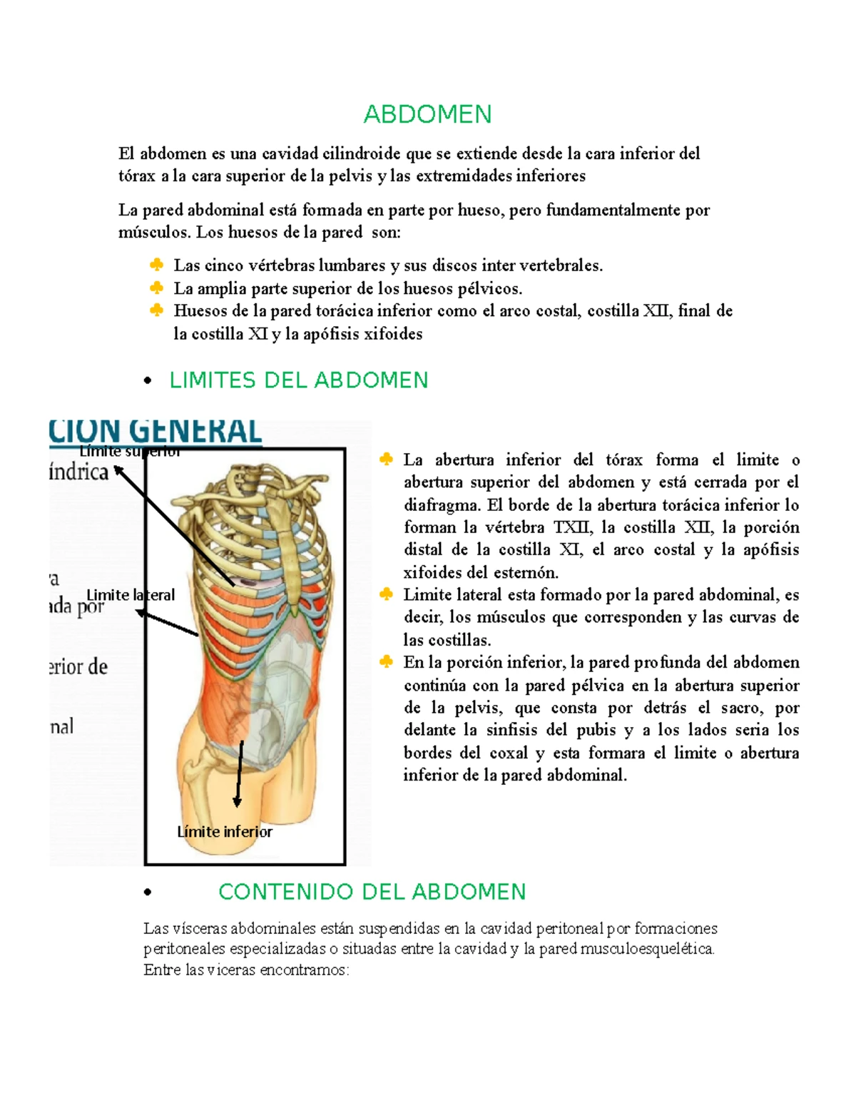 Músculos de la Pared Abdominal - Anatomía y Funciones Detalladas - Studocu