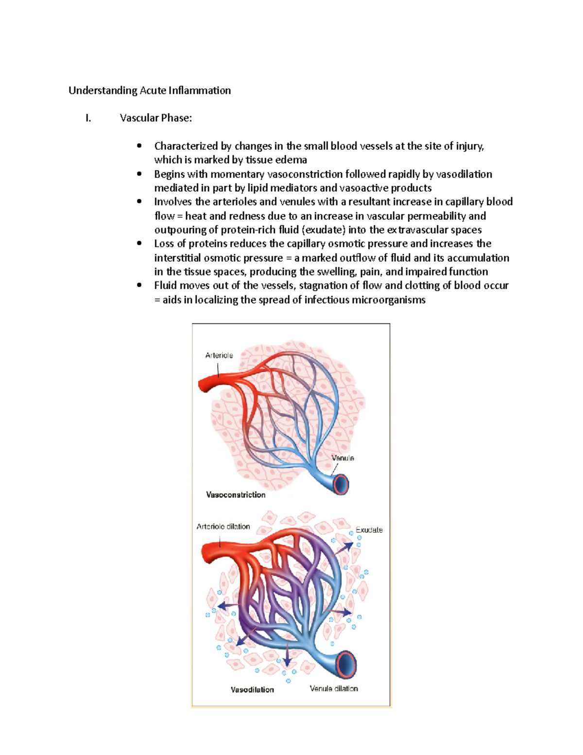 Acute Inflammation Overview: Vascular & Cellular Phases Explained - Studocu