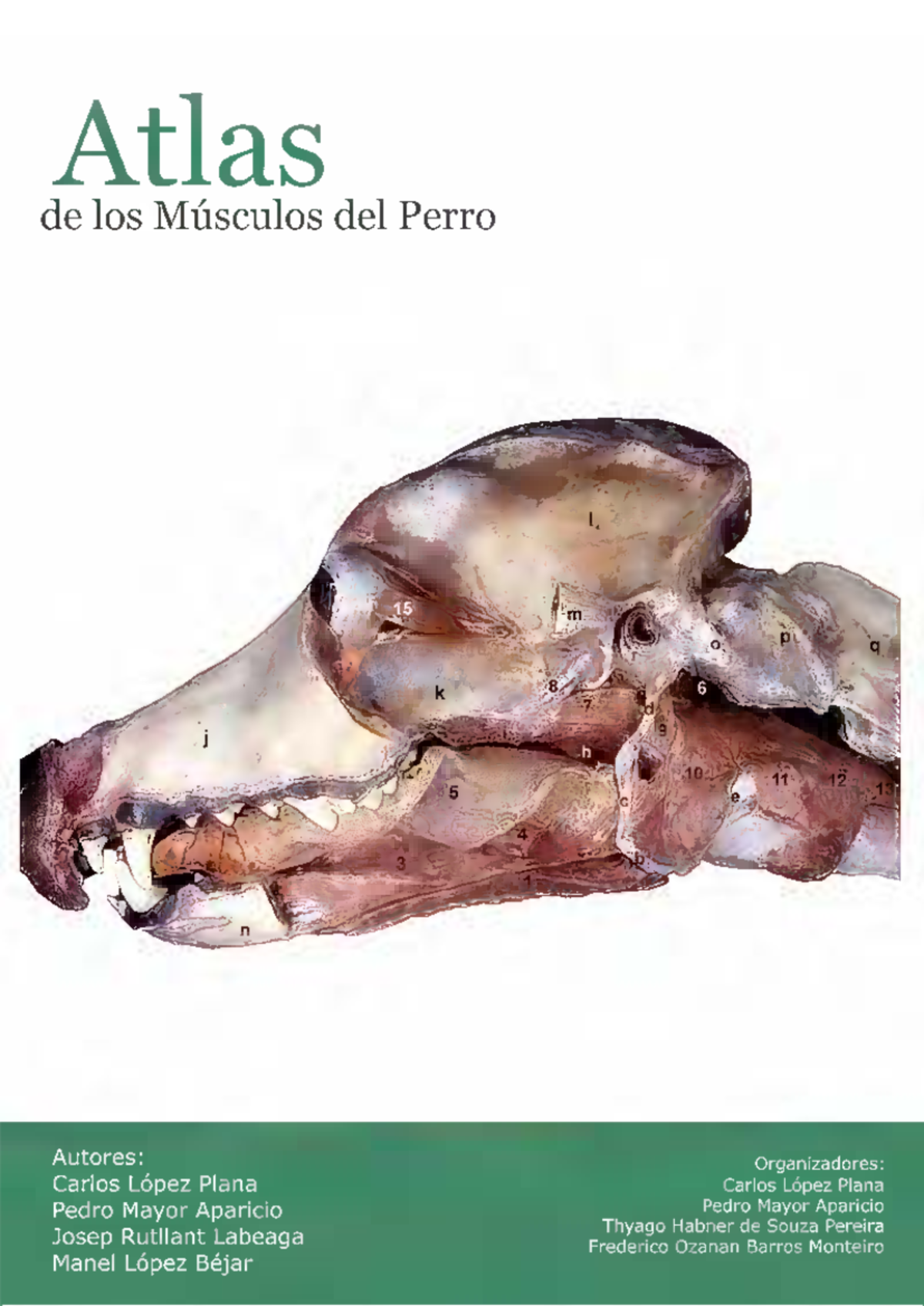 Atlas de los Músculos del Perro - Anatomía Veterinaria - Studocu