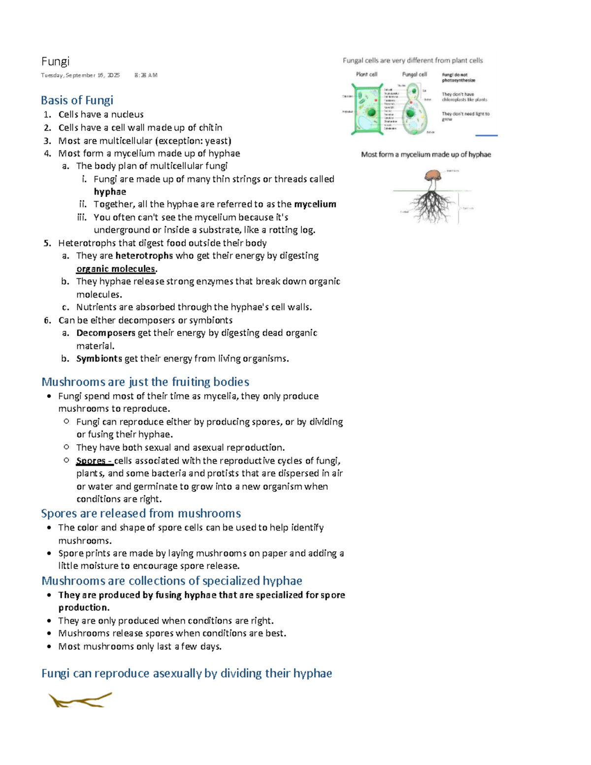 Fungi - Lecture Notes on Structure, Reproduction, and Symbiosis - Studocu