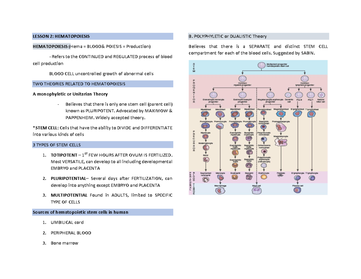 Hematology Lesson 2: Understanding Hematopoiesis and Cell Development ...