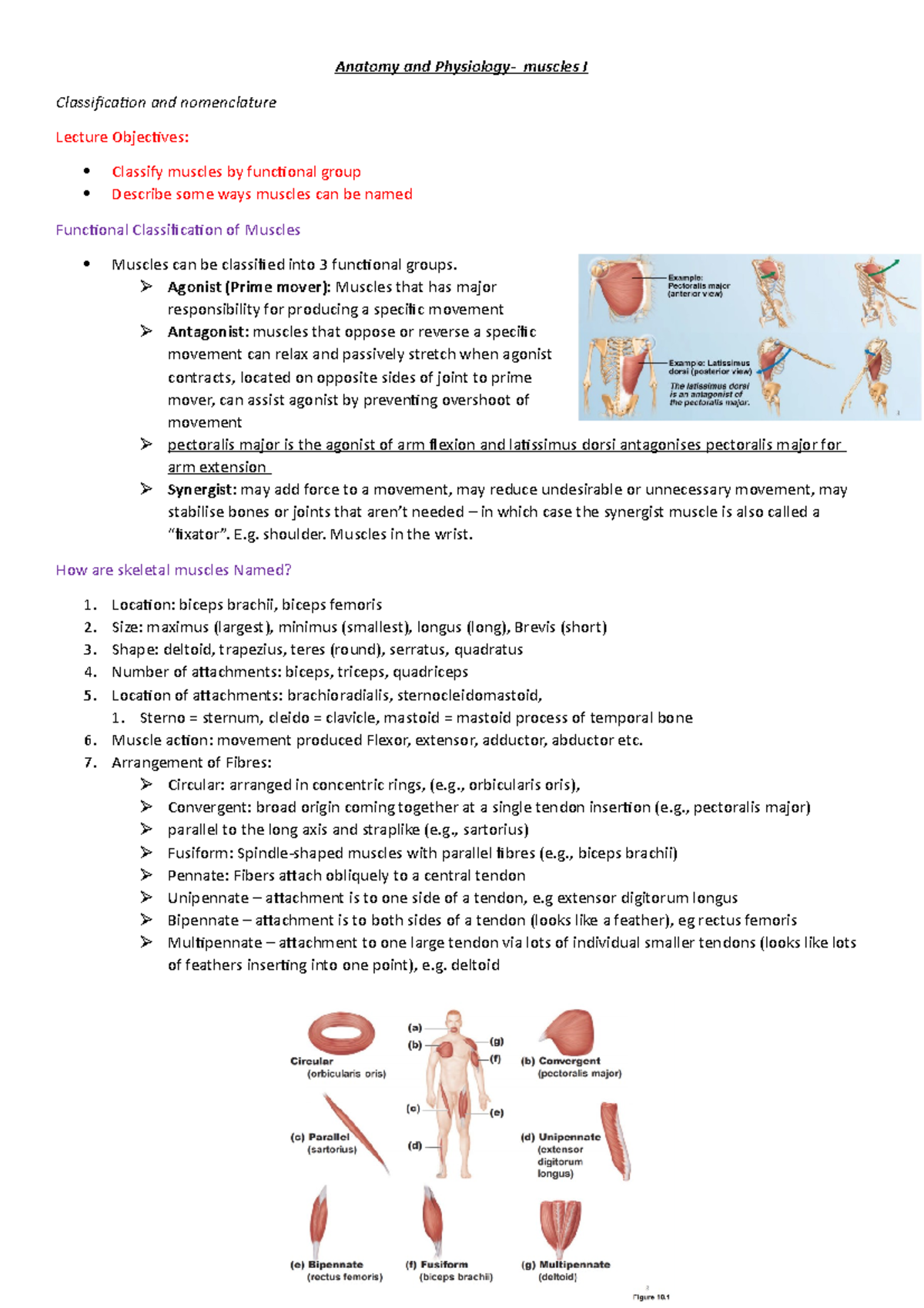 Anatomy & Physiology - Skeletal Muscles Lecture Notes Wk4 - Studocu