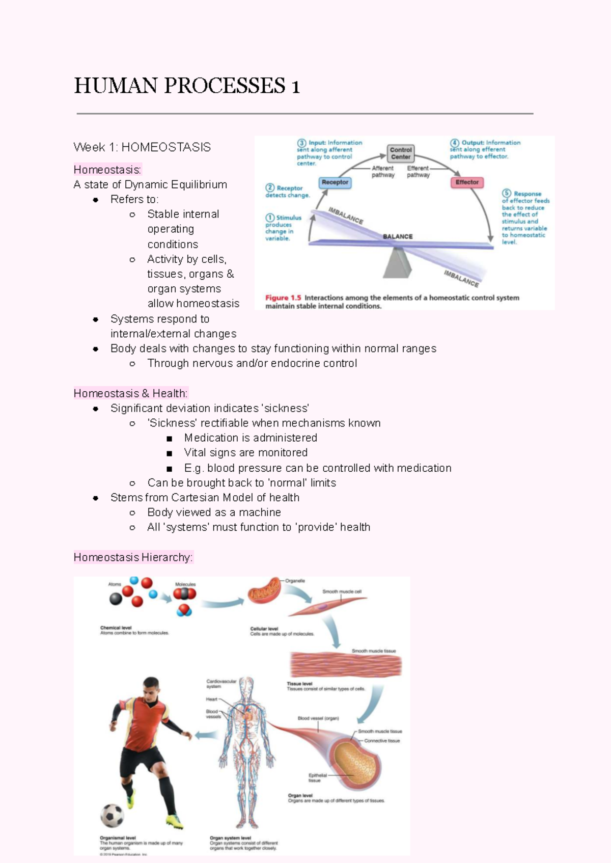 HUMAN PROCESSES 1: Homeostasis & Cellular Structures Overview - Studocu