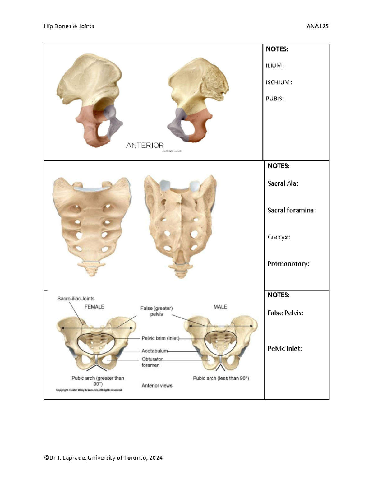 Hip Bones & Joints ANA125 Final Notes 2024 - Studocu