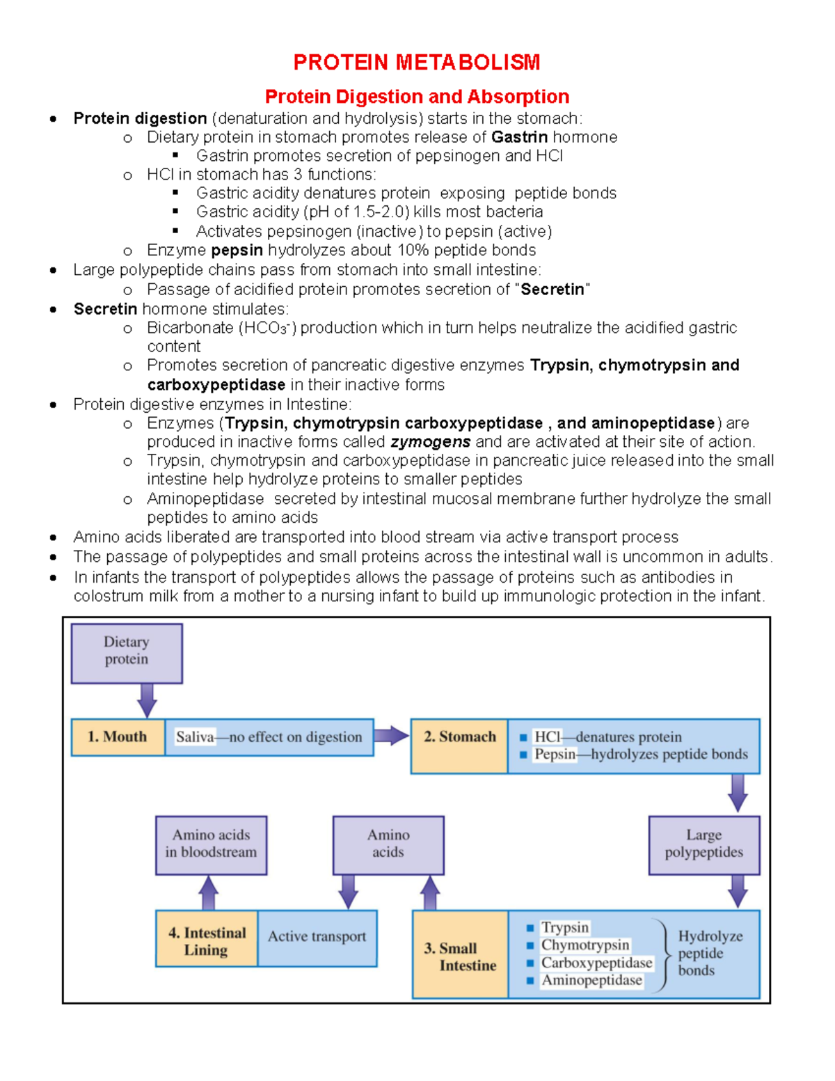 Protein Metabolism Notes: Digestion, Absorption, and Utilization - Studocu